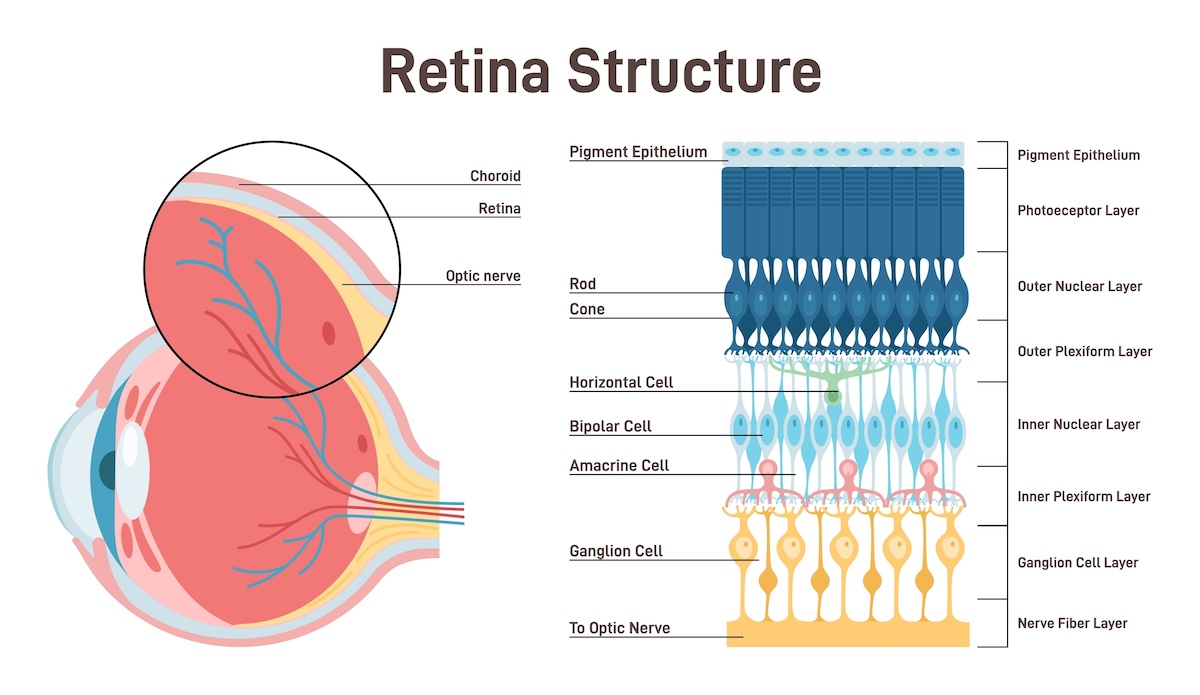 Retina Center in Ohio- What Is The Retina?